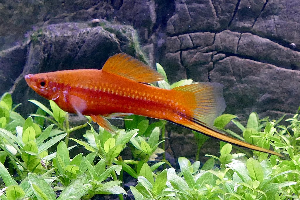 Easy Fish, Happy Home Aquarium: In-depth Info on Top 10 Easiest Fish to ...