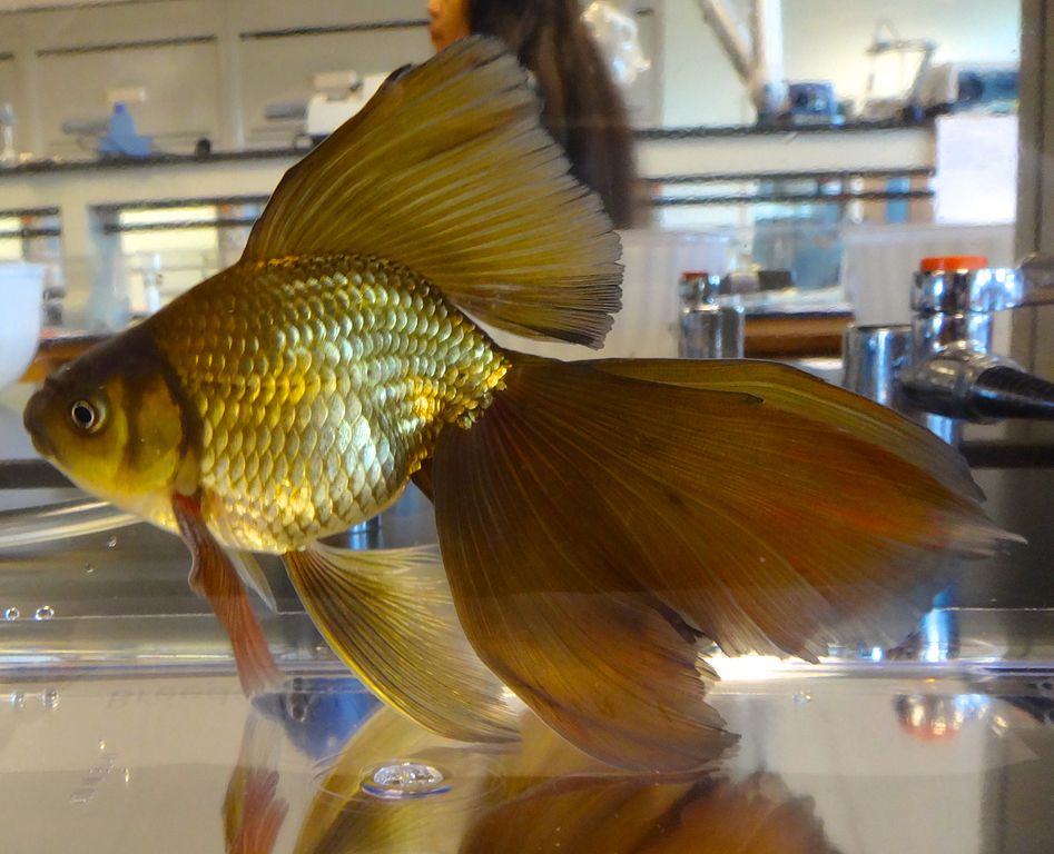Is a goldfish a good pet for a child? Know in-depth (A comprehensive ...