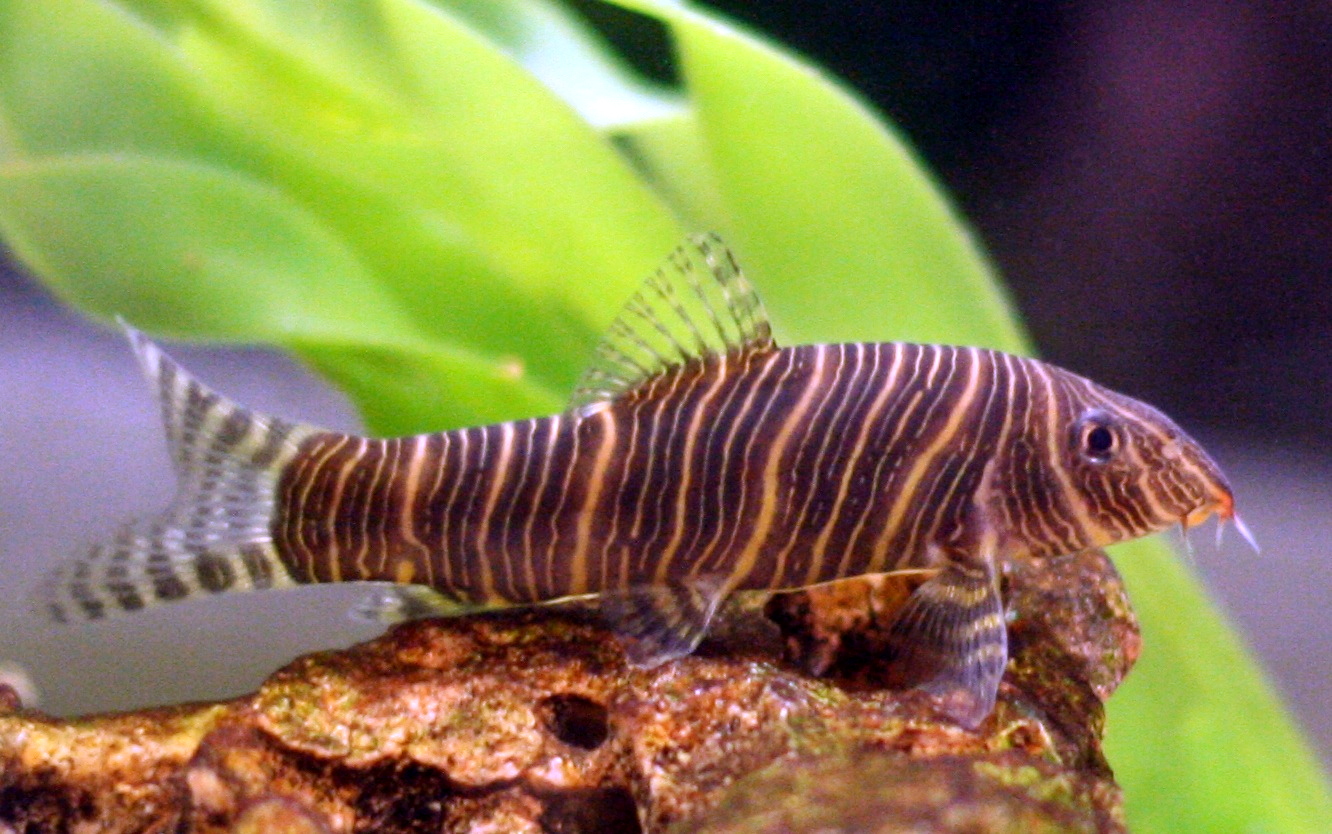 Top 5 Freshwater fish that eat bladder snails in aquarium (A ...