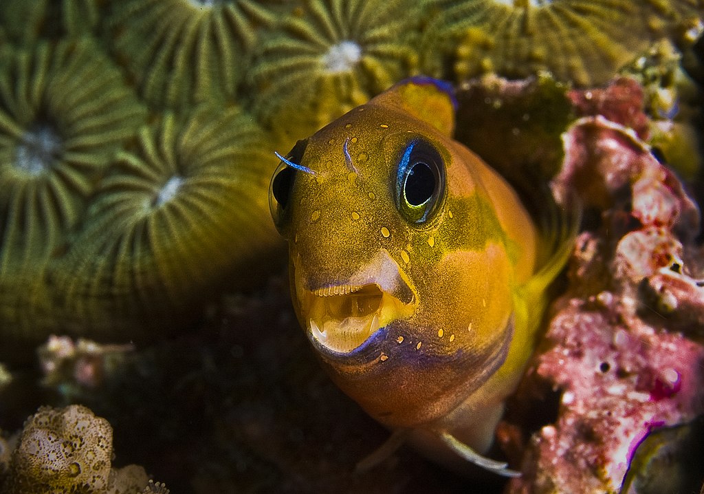 Saltwater fish guide (beyond clownfish discover stunning alternatives ...