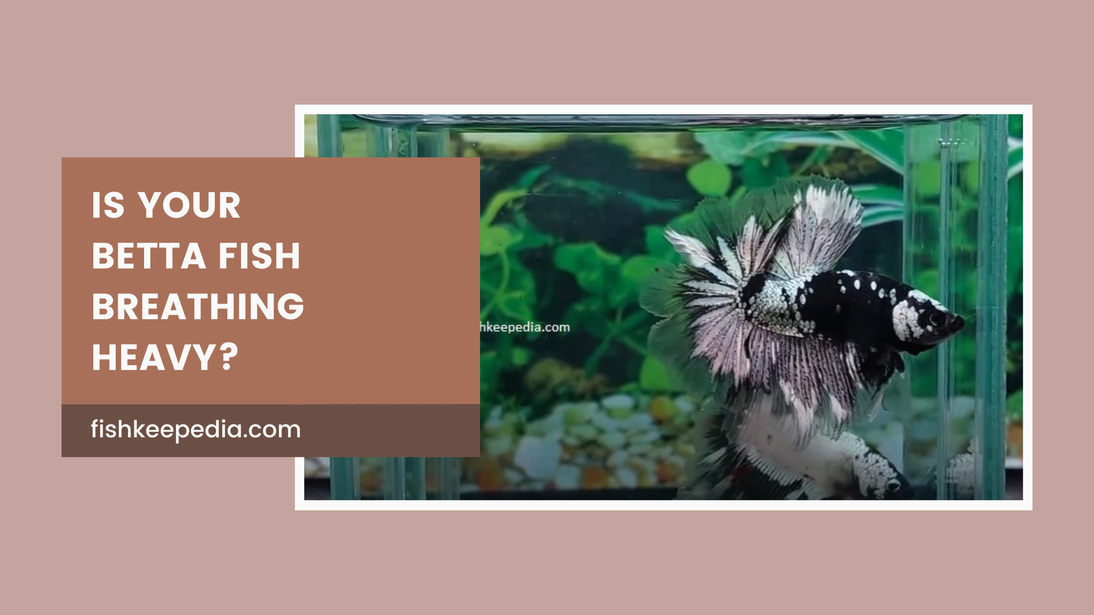 Is your betta fish breathing heavy? Here's a deep dive into the cause ...