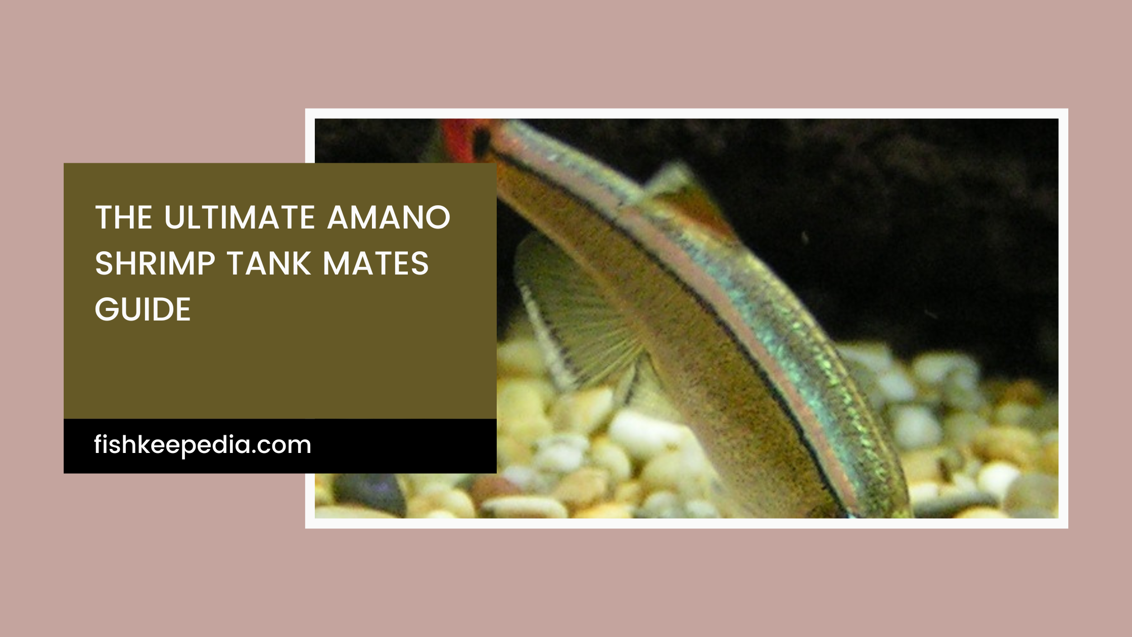 The ultimate Amano Shrimp tank mates guide (must-have bottom dwellers ...