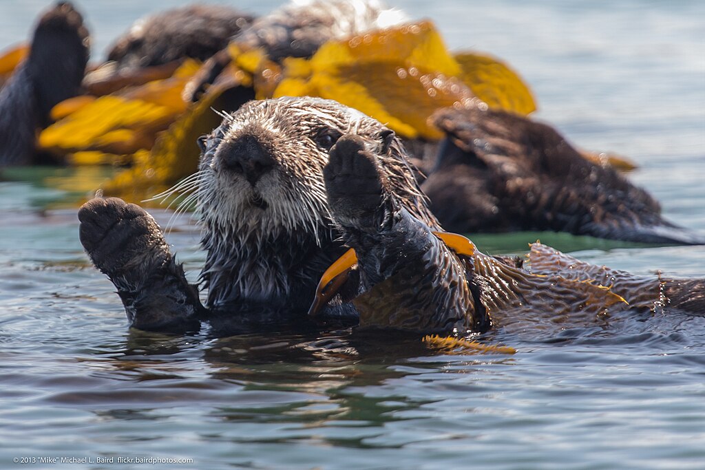 When Stars Fade, Otters Feast: A Lesson in Keystone Interdependence ...
