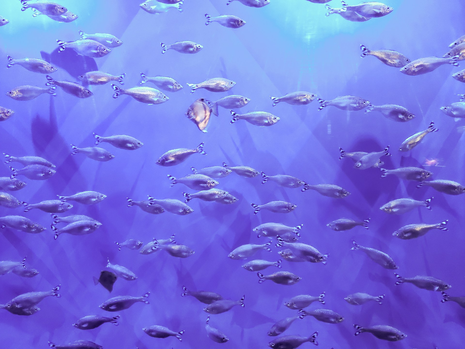 Where the Giants Spawn: Lessons from the Open Ocean - fishkeepedia ...